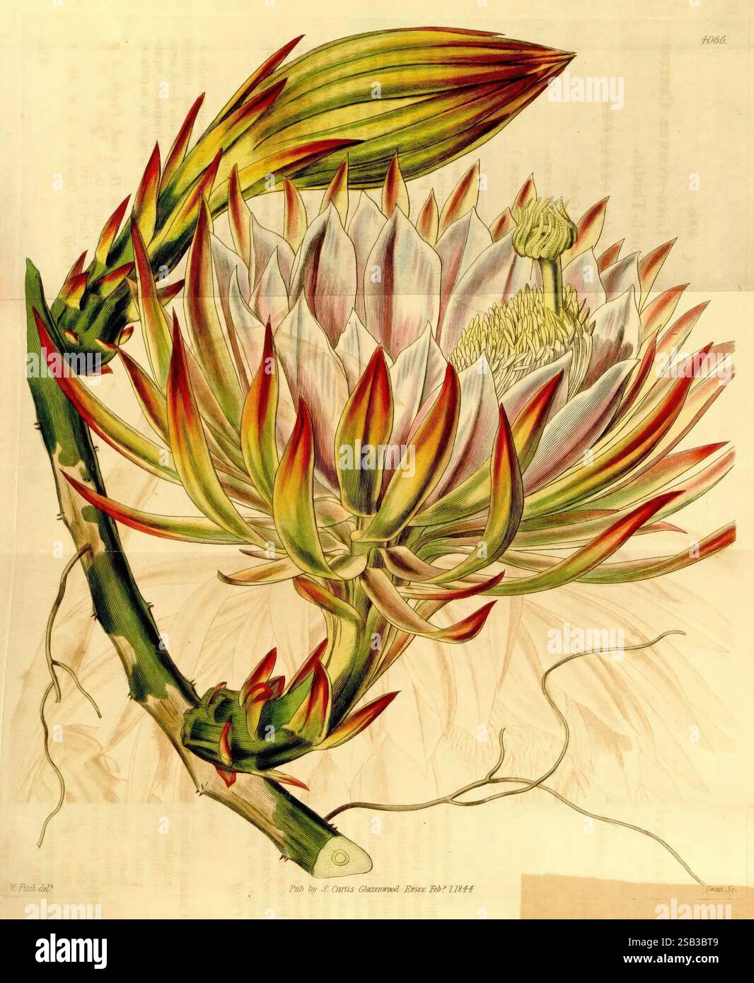 Curtis's Botanical Magazine London New York Botanical Illustration ...