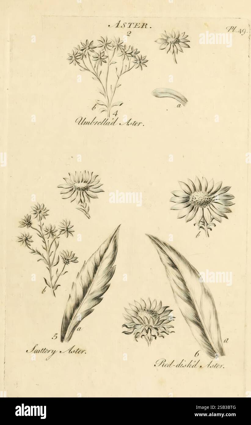 The Vegetable System, London,, 1759-1763, botany, pictorial works, The ...
