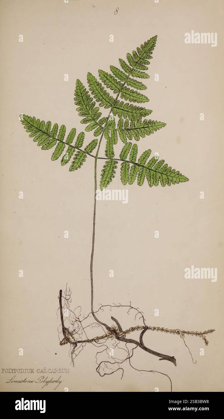 The ferns of Derbyshire, London, Wertheim, Macintosh, and Hunt, 1861 ...