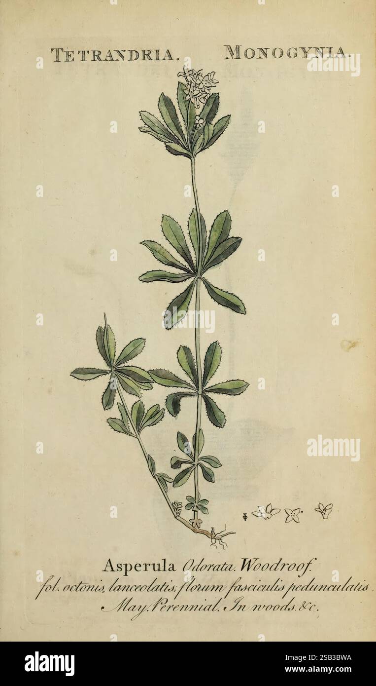 Classification under tetrandria monogynia hi-res stock photography and ...