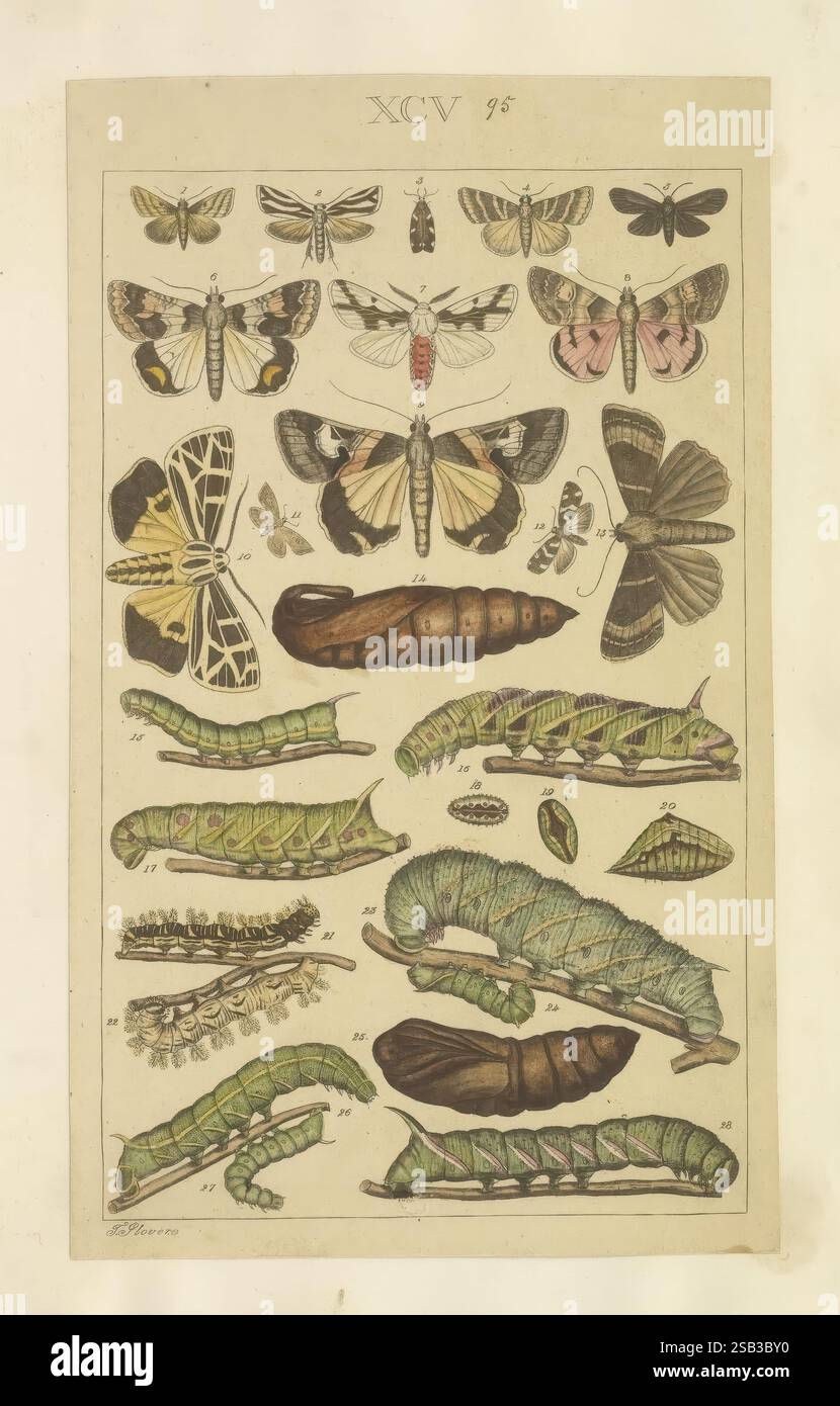 Lepidoptera, manuscript, between 1873-1883?, lepidoptera, lifecycles ...
