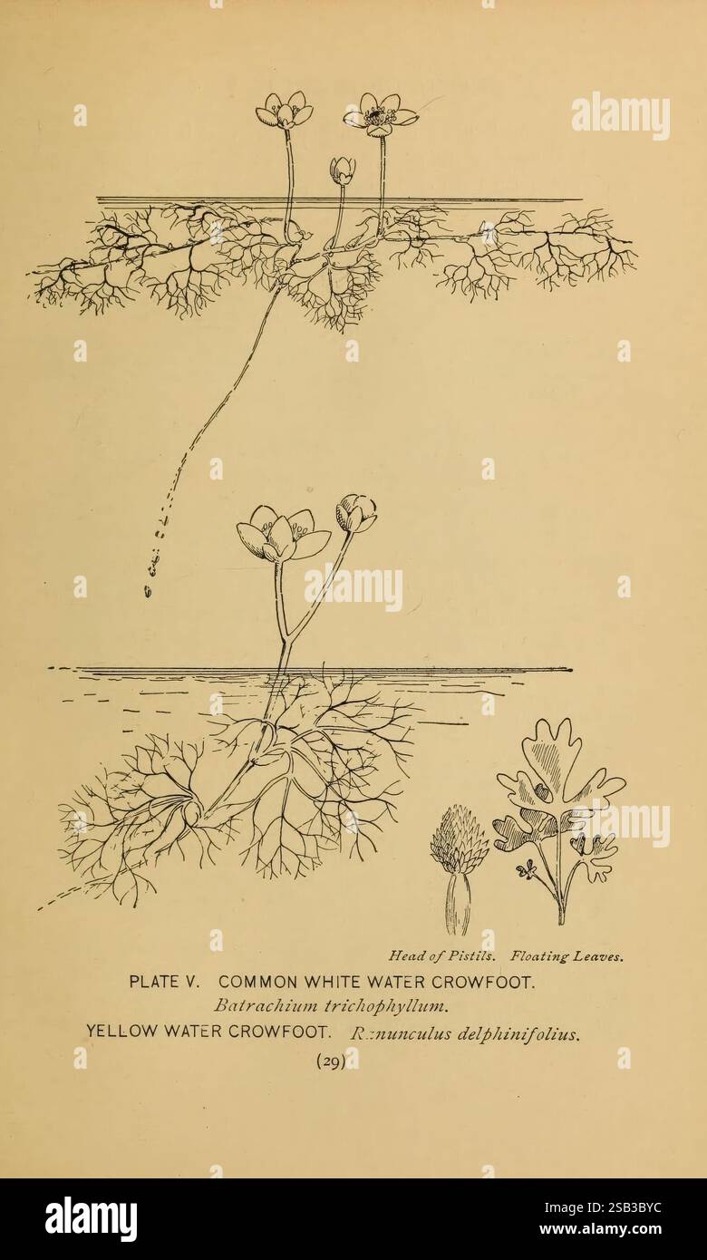 A guide to the wild flowers. New York, 1899 United States Wildflowers ...