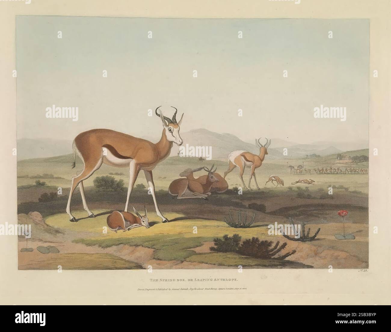 Additional springboks hi-res stock photography and images - Alamy