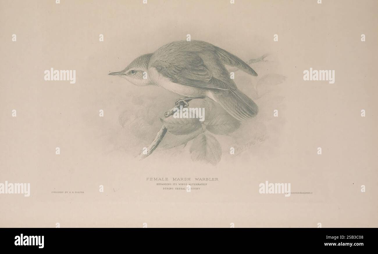 The British Warblers London R.H. Porter 1907-1914 Birds Great Britain ...