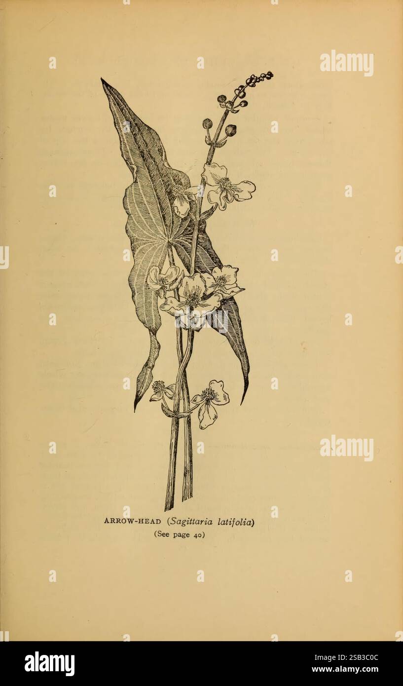 Harper's guide to wild flowers, New York, 1912, United States ...