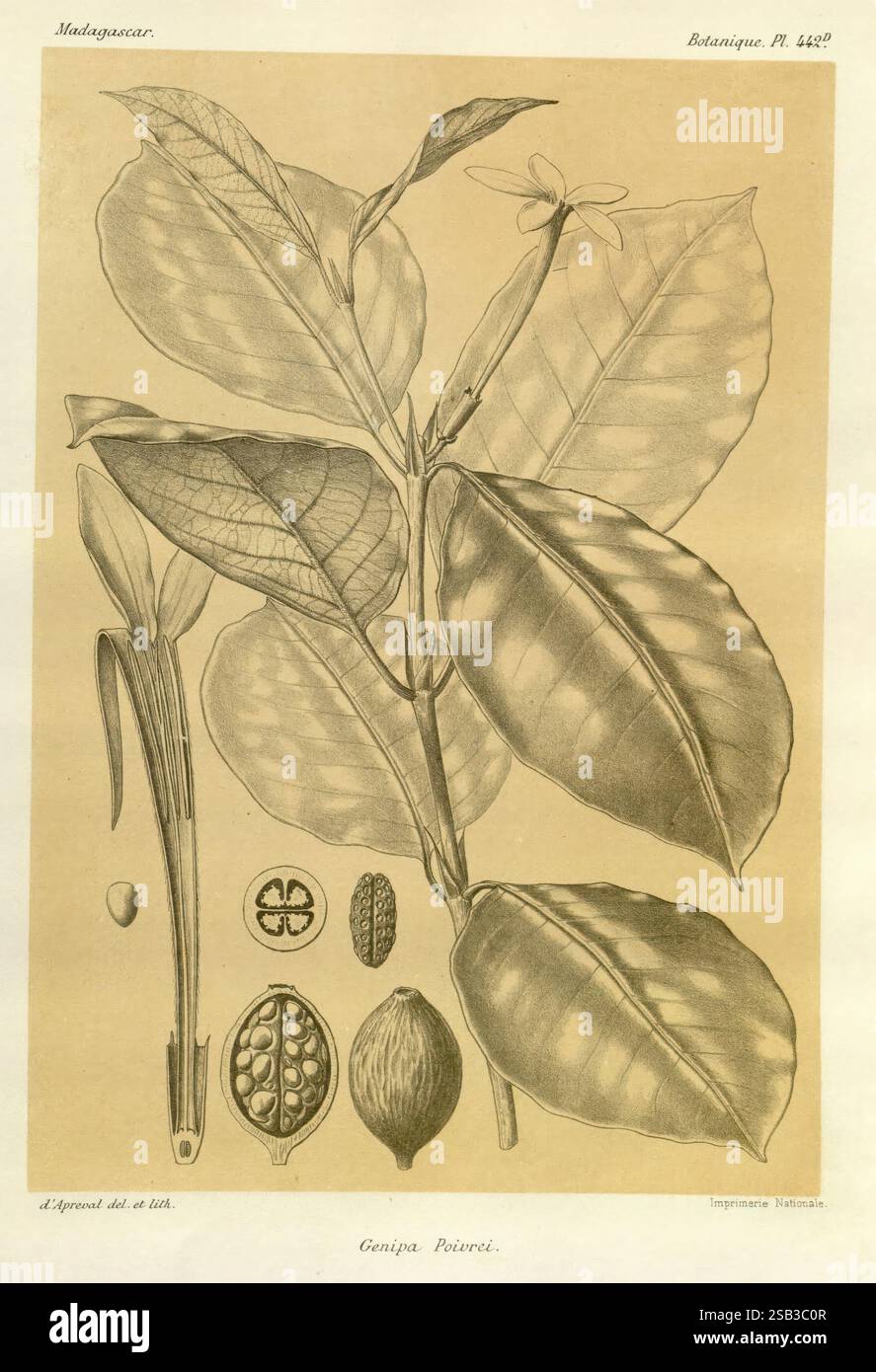 Histoire physique, naturelle, et politique de Madagascar, Paris, Impr ...