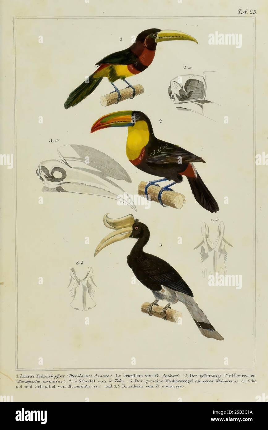 Various toucan species hi-res stock photography and images - Alamy