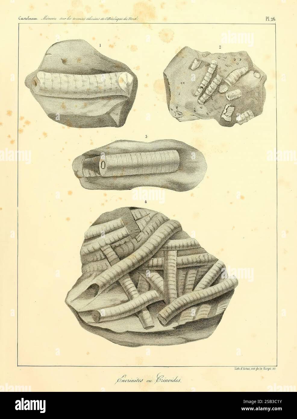 Two distinct fossils hi-res stock photography and images - Alamy