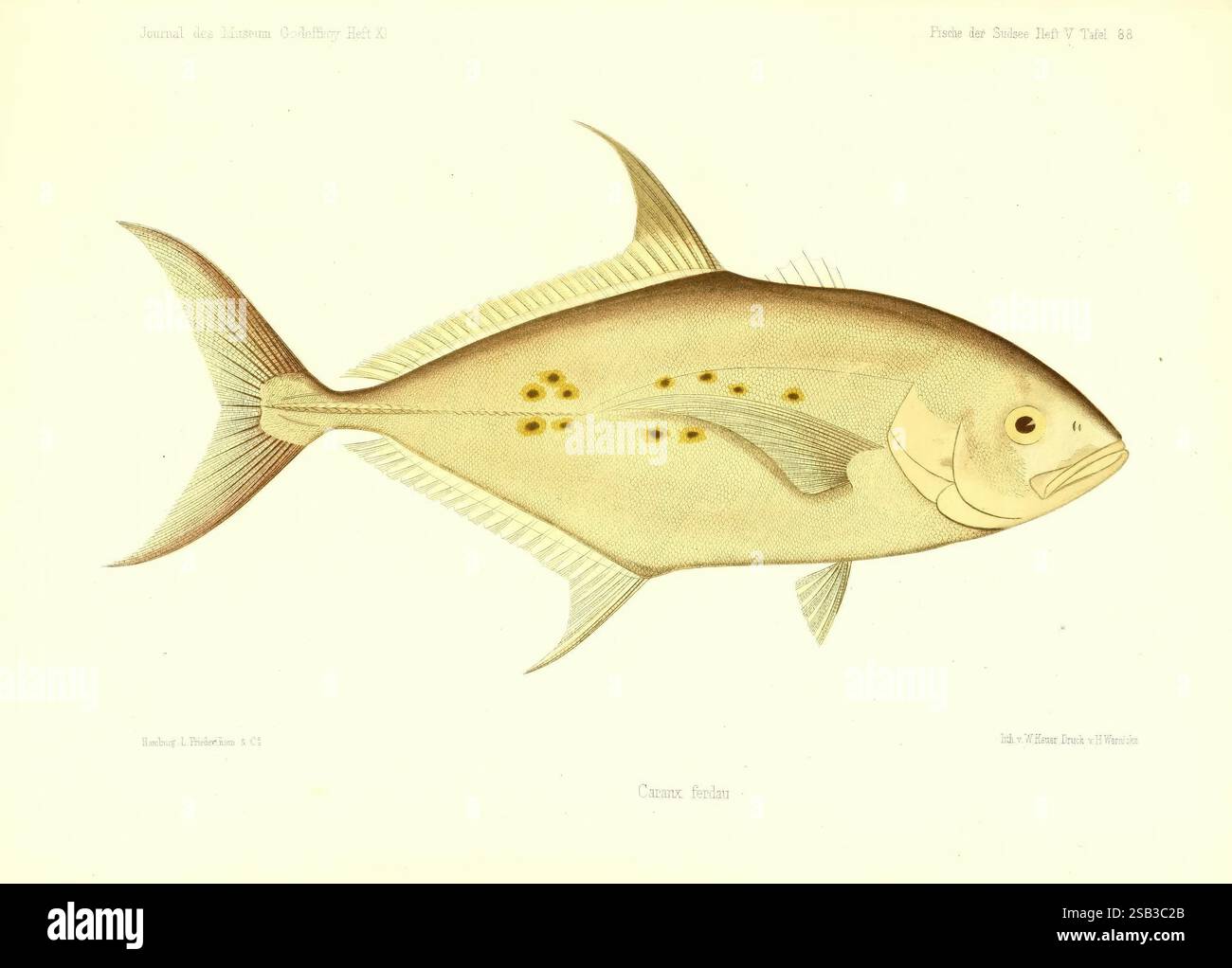 Andrew Garrett's Fische der Südsee Hamburg, L. Friederichsen & Co, 1873 ...