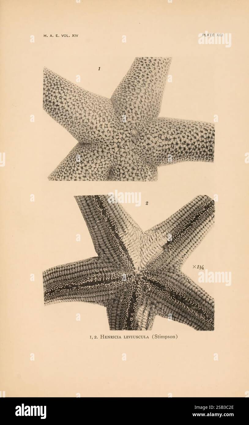 Starfish species henricia levisculula hi-res stock photography and ...