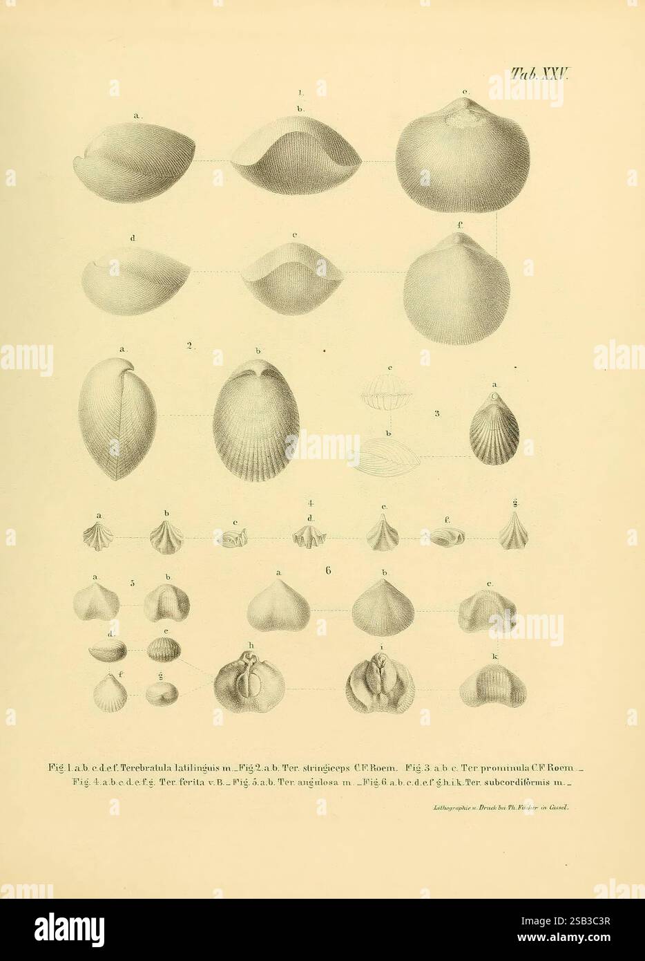 Palaeontographica, Cassel, Theodor Fischer, 1846-1933, 560643, geology ...