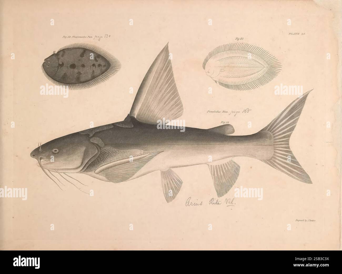 An account of the fishes found in the river Ganges and its branches ...