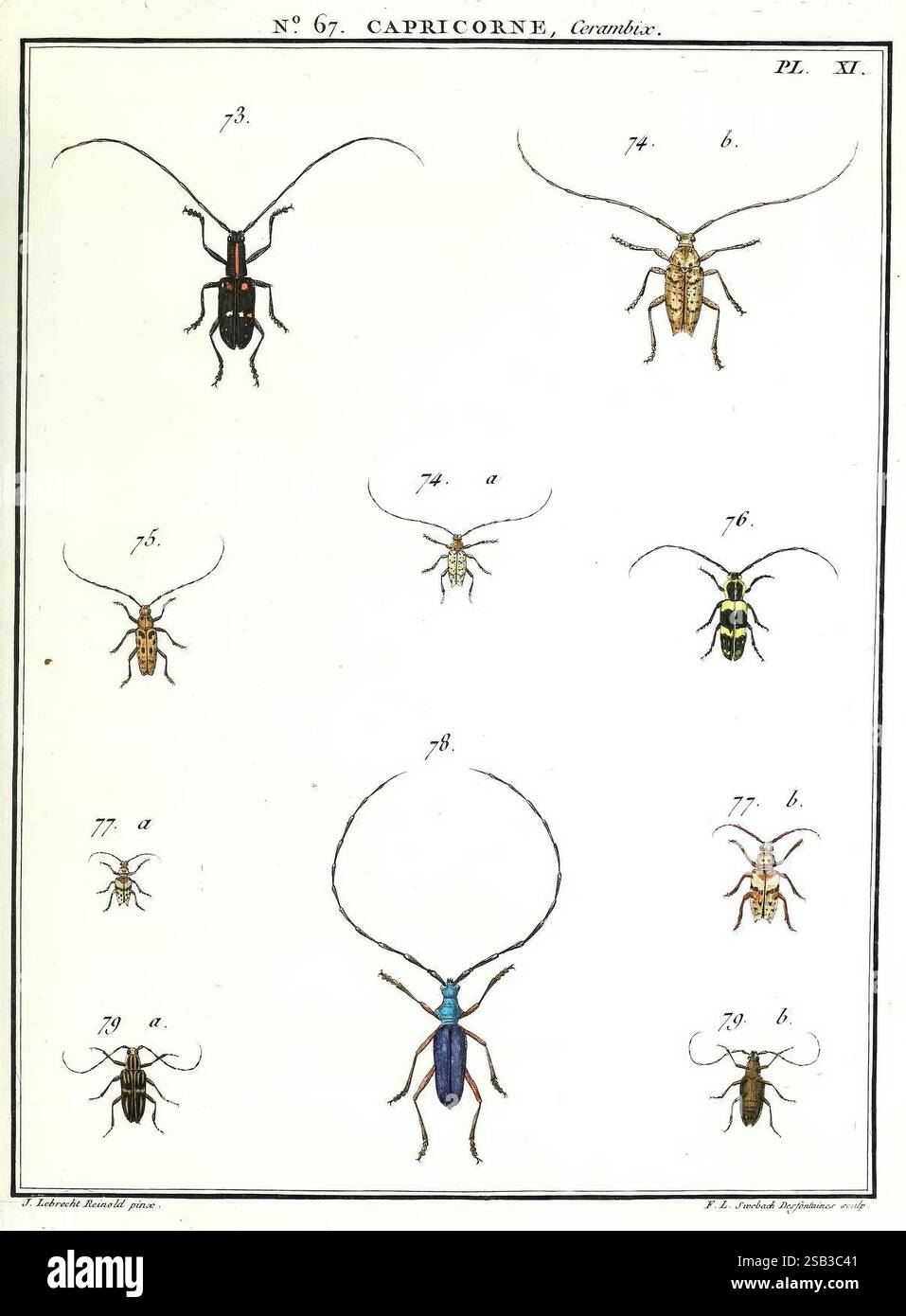 Entomologie ou Histoire naturelle des insectes, Paris, Imp. Baudouin ...