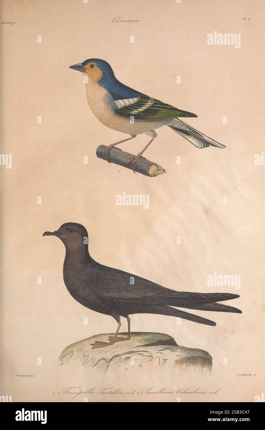 Contrasting bird exhibits hi-res stock photography and images - Alamy