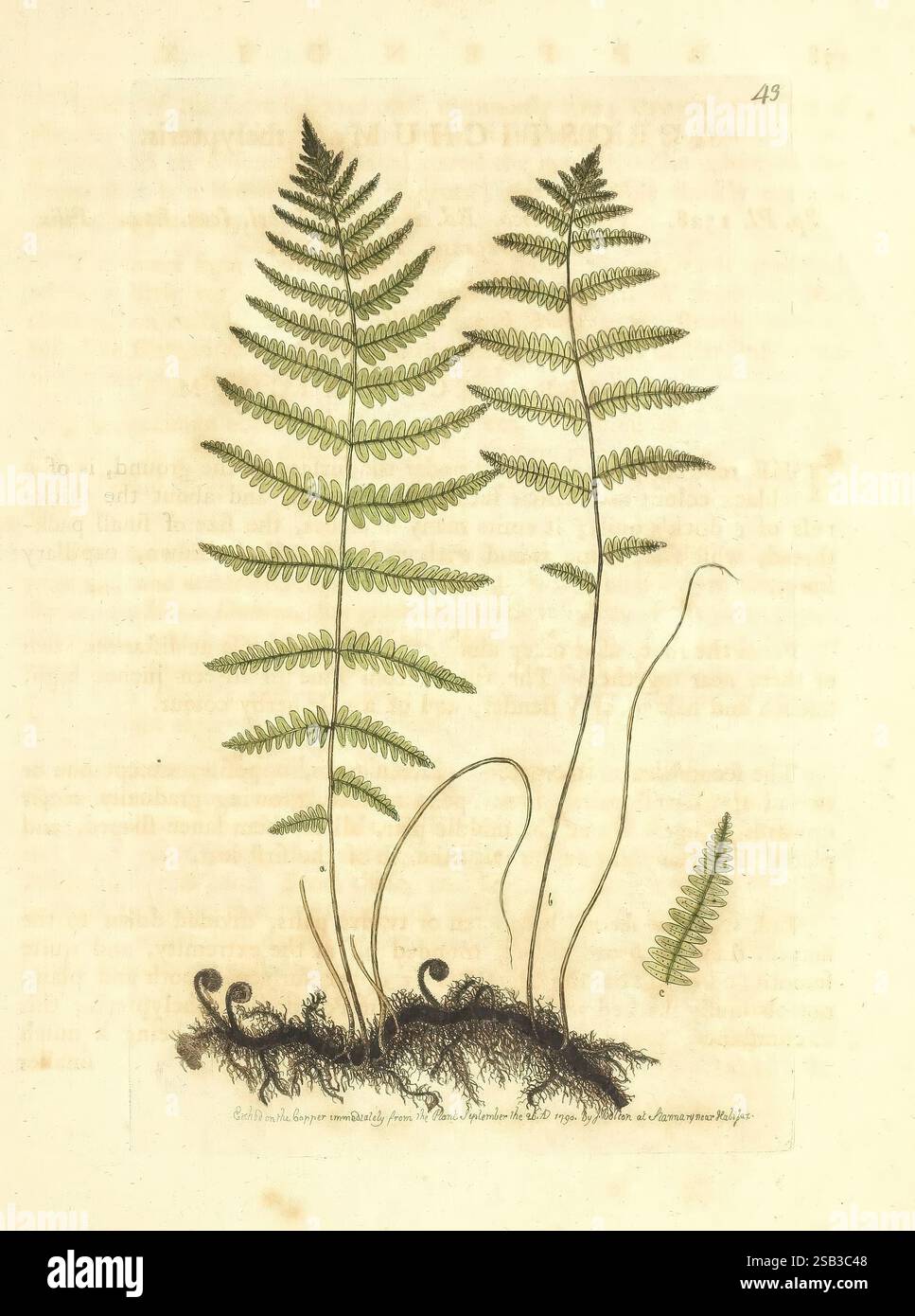 Two prominent fern leaves hi-res stock photography and images - Alamy