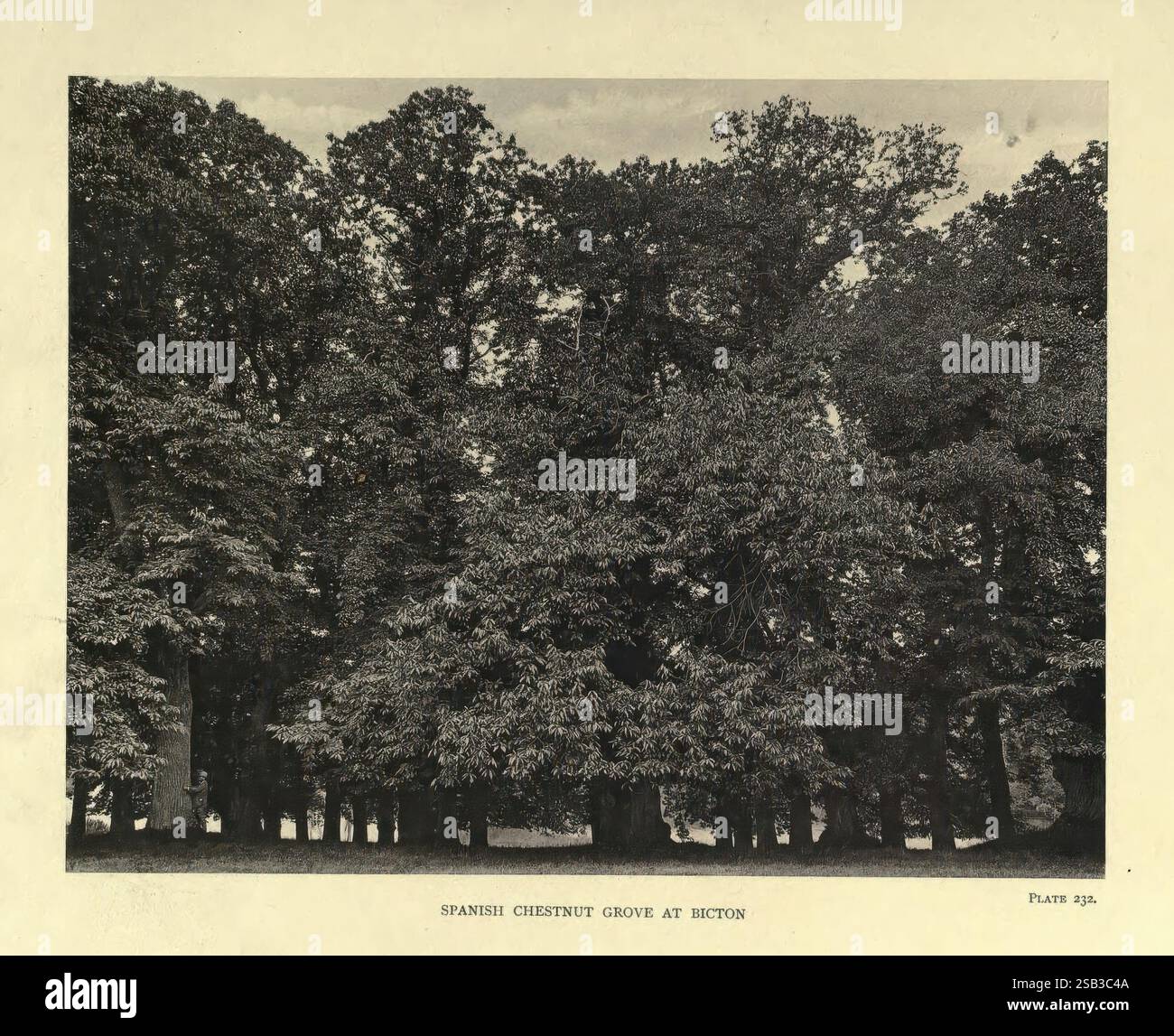 Textured canopy overhead hi-res stock photography and images - Alamy