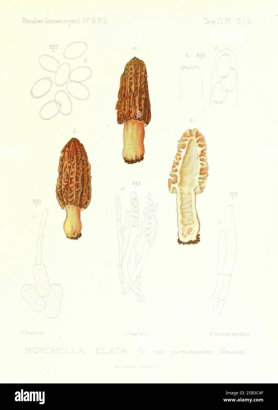 Icones mycologicæ, ou Iconographie des champignons de France ...