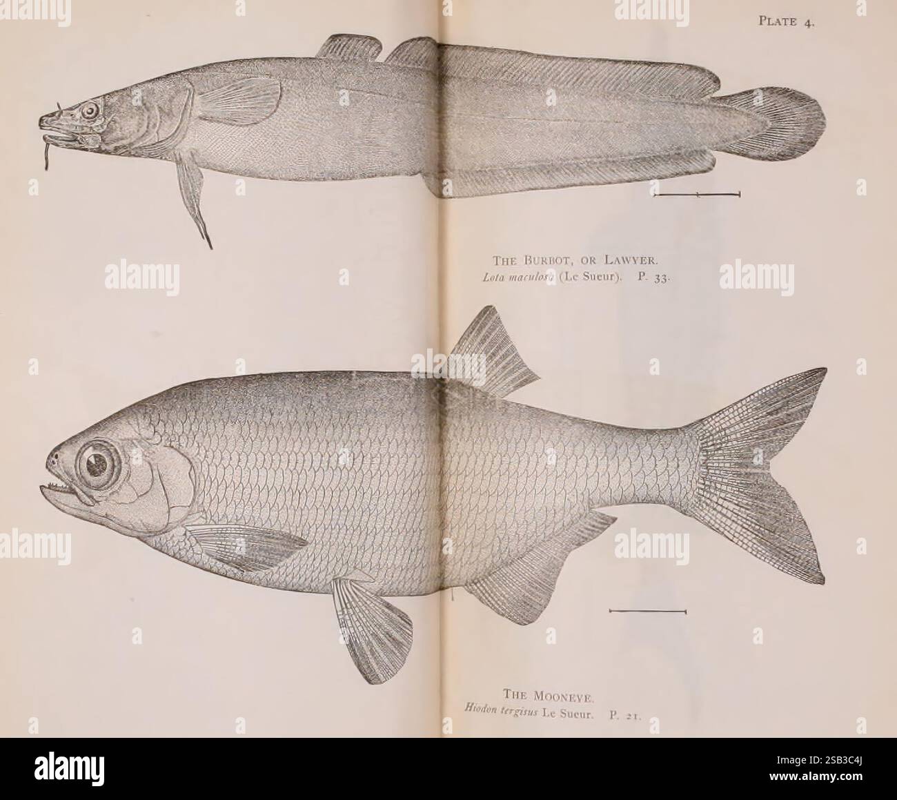 Descriptive list of the fishes of Lorain County, Ohio Oberlin, Ohio ...