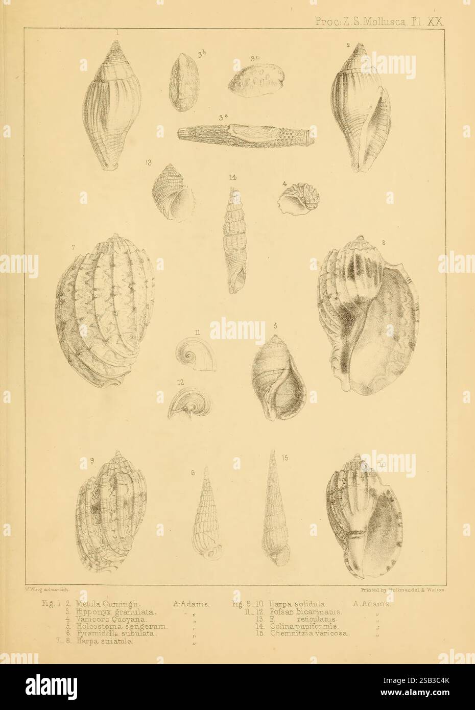 Include different shell shapes hi-res stock photography and images - Alamy