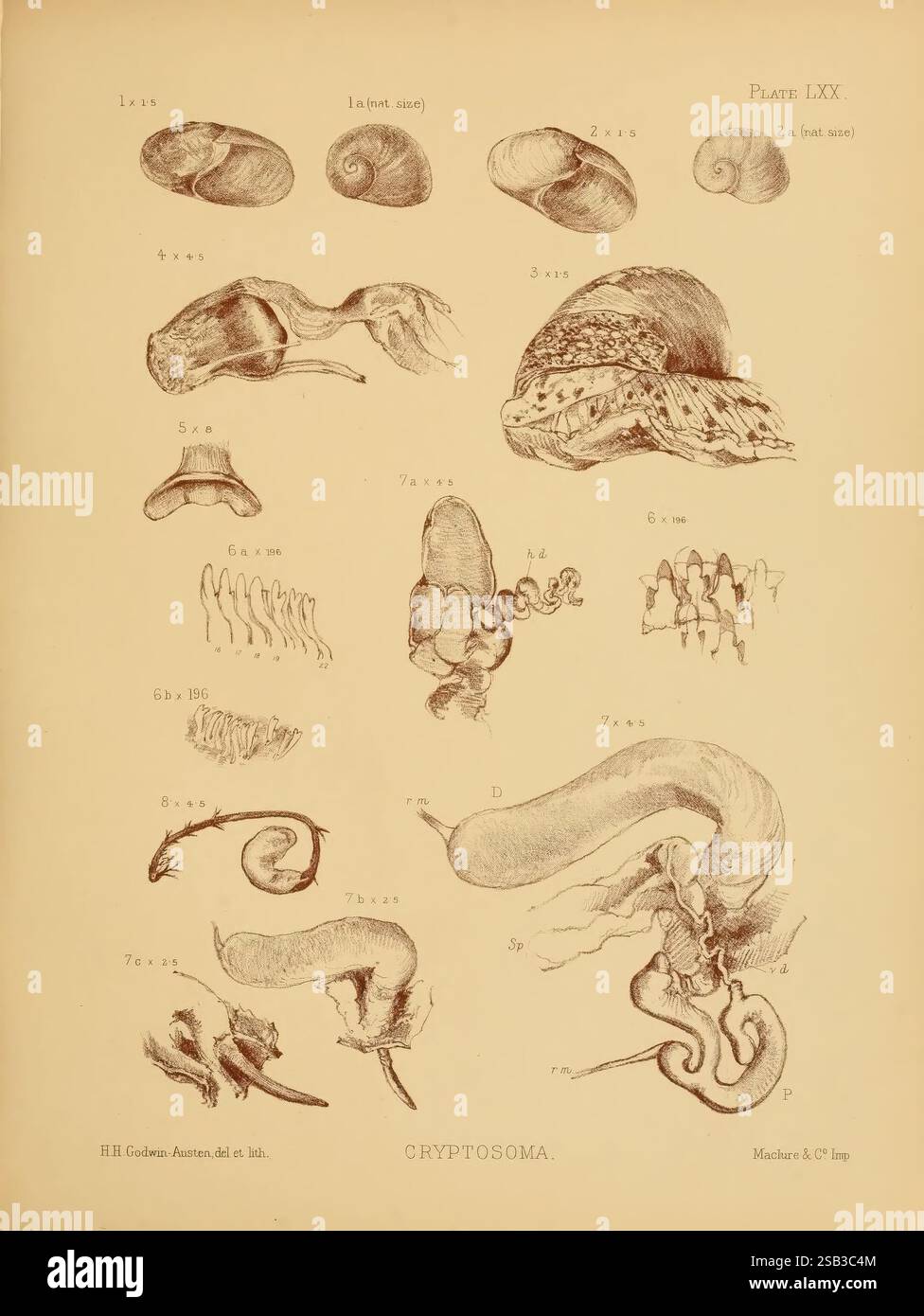 Land, and, Freshwater, Mollusca, of, India, London, Taylor and, Francis ...