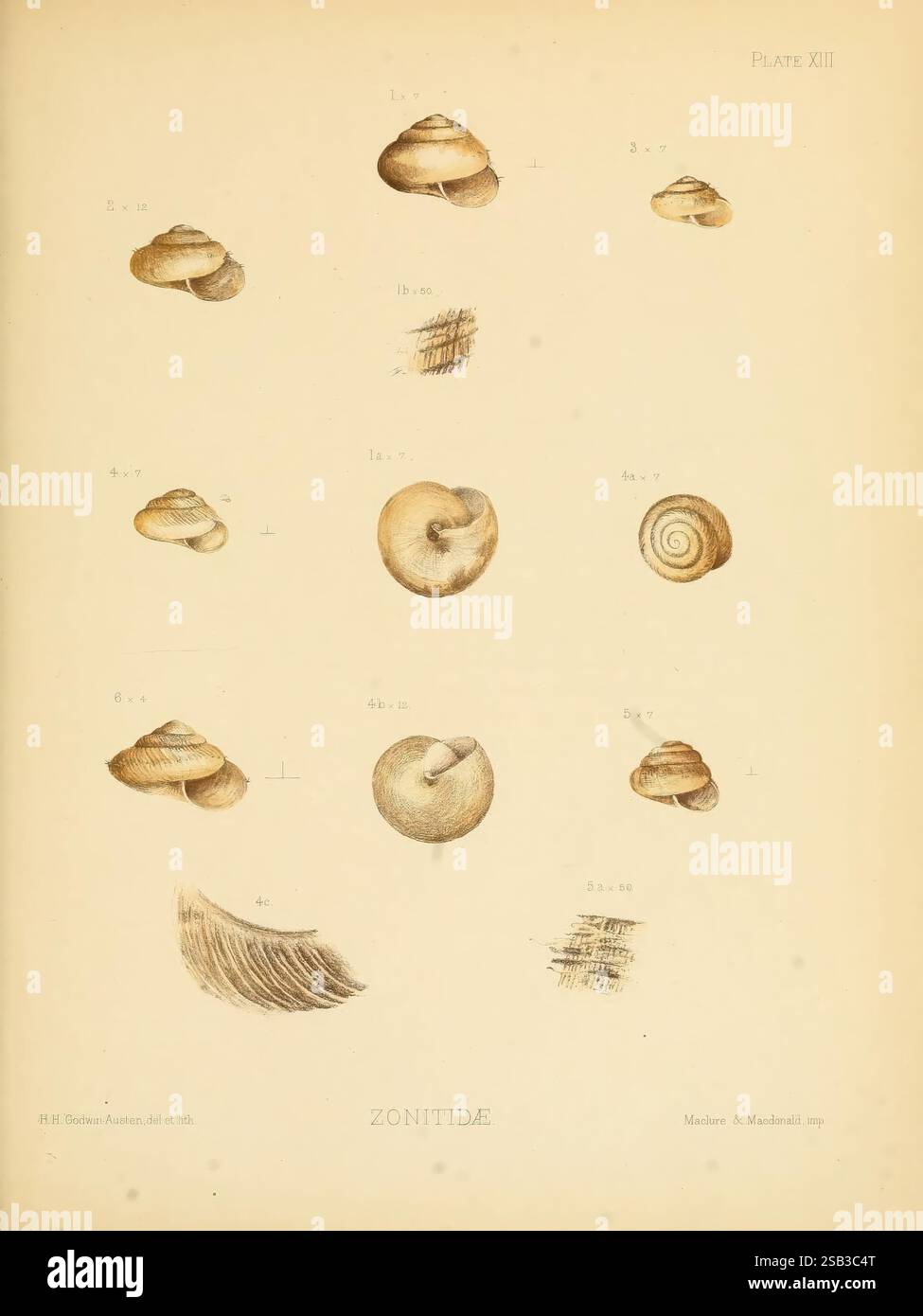 Land, and, freshwater, Mollusca, of, India, London, Taylor and, Francis ...