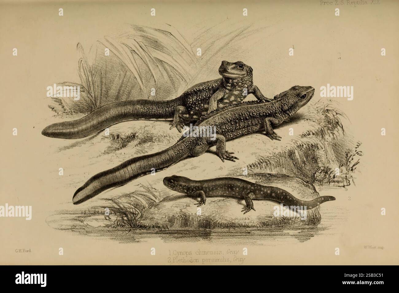 Scene depicts three distinct species hi-res stock photography and ...