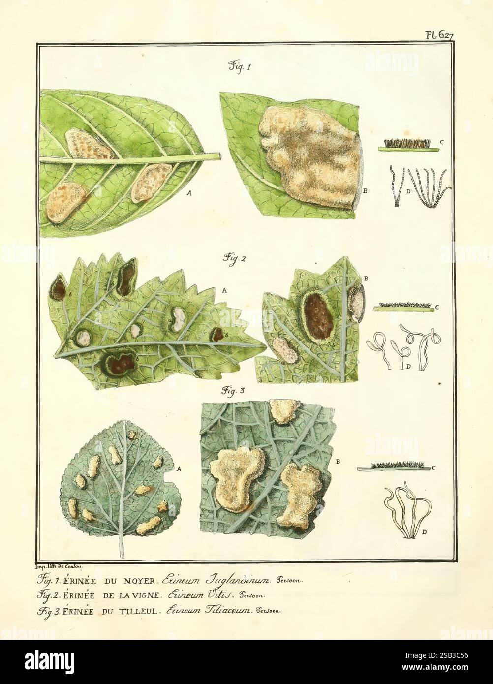 Diseased walnut tree leaves fungal hi-res stock photography and images ...