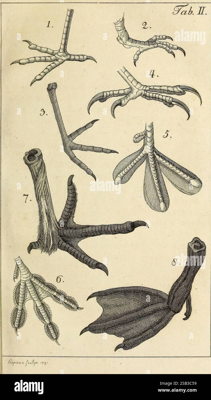 Gemeinnützige Naturgeschichte Deutschlands nach allen drei Reichen ...