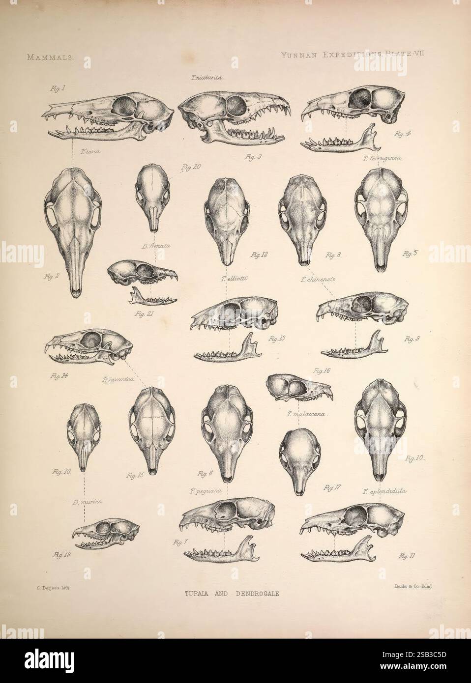 Tupaiidae family hi-res stock photography and images - Alamy