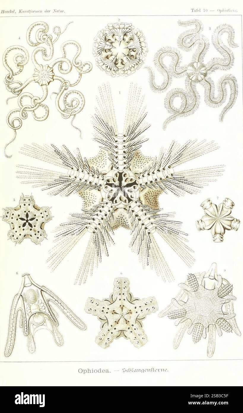 Unique arm structures hi-res stock photography and images - Alamy