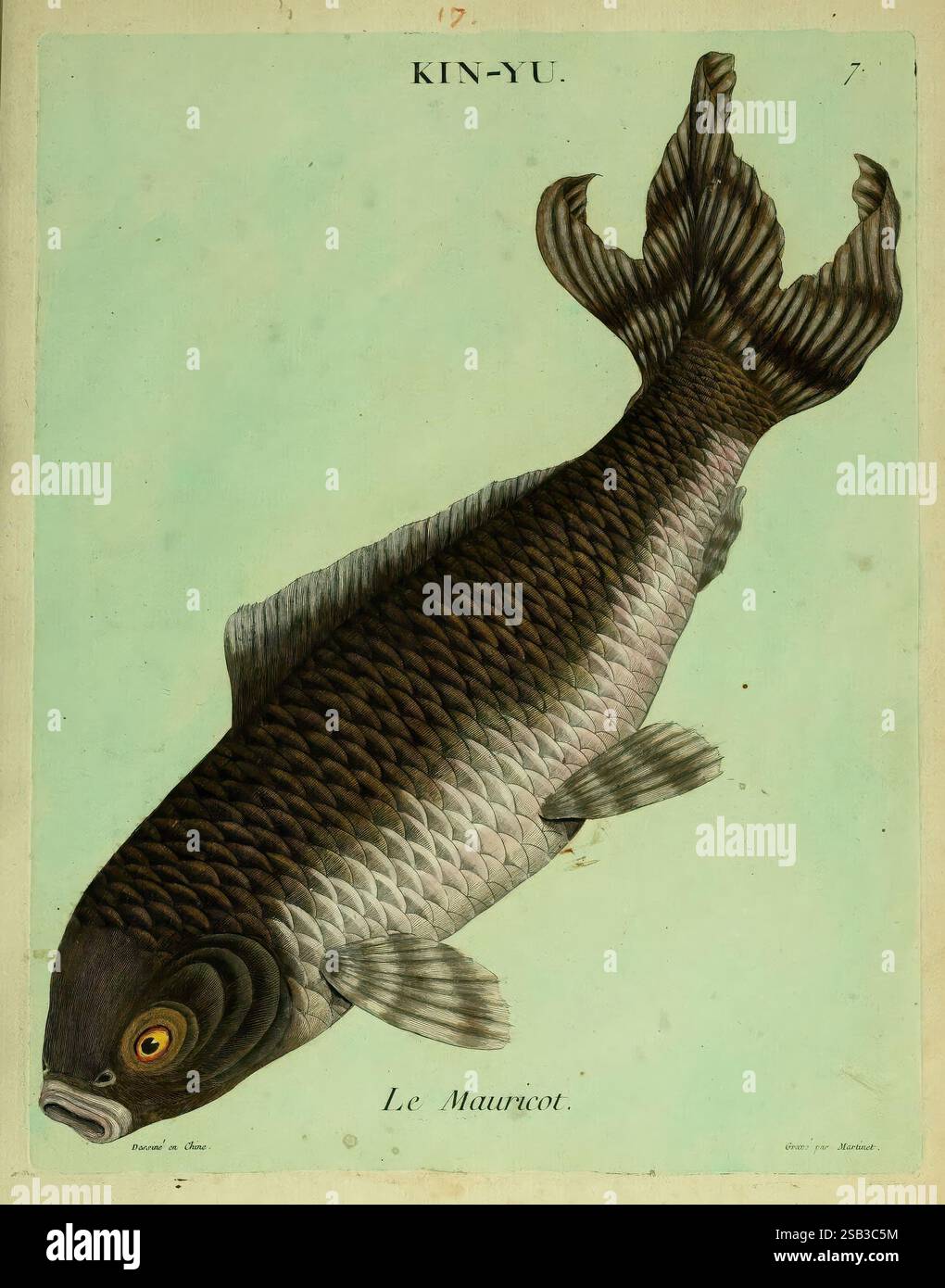 Histoire naturelle des dorades de la Chine Paris, 1780. China Goldfish ...