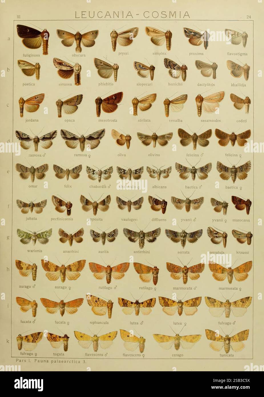 Moths exhibit various patterns hi-res stock photography and images - Alamy