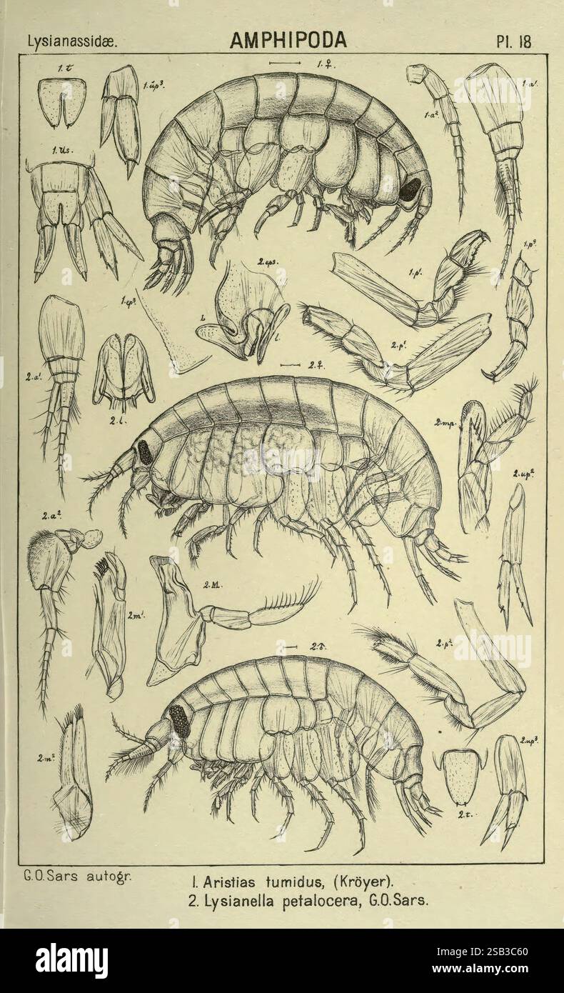 Presents a detailed overview o hi-res stock photography and images - Alamy