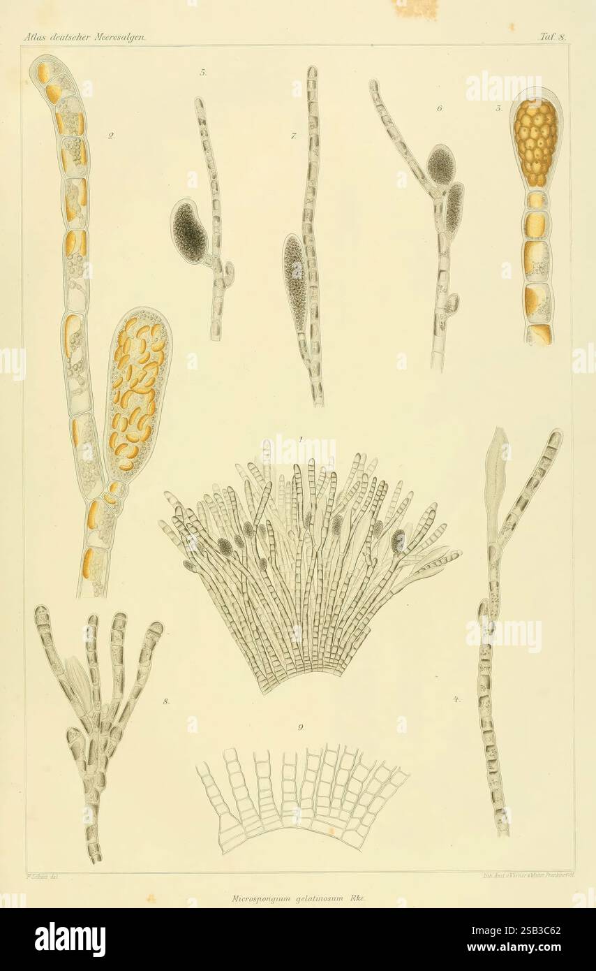 Swollen vesicles hi-res stock photography and images - Alamy