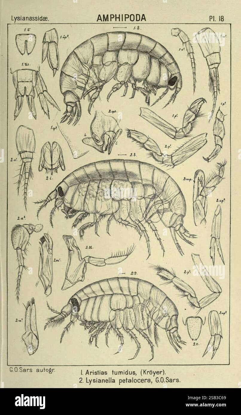 An account of the Crustacea of Norway, v.1. Amphipoda plates ...