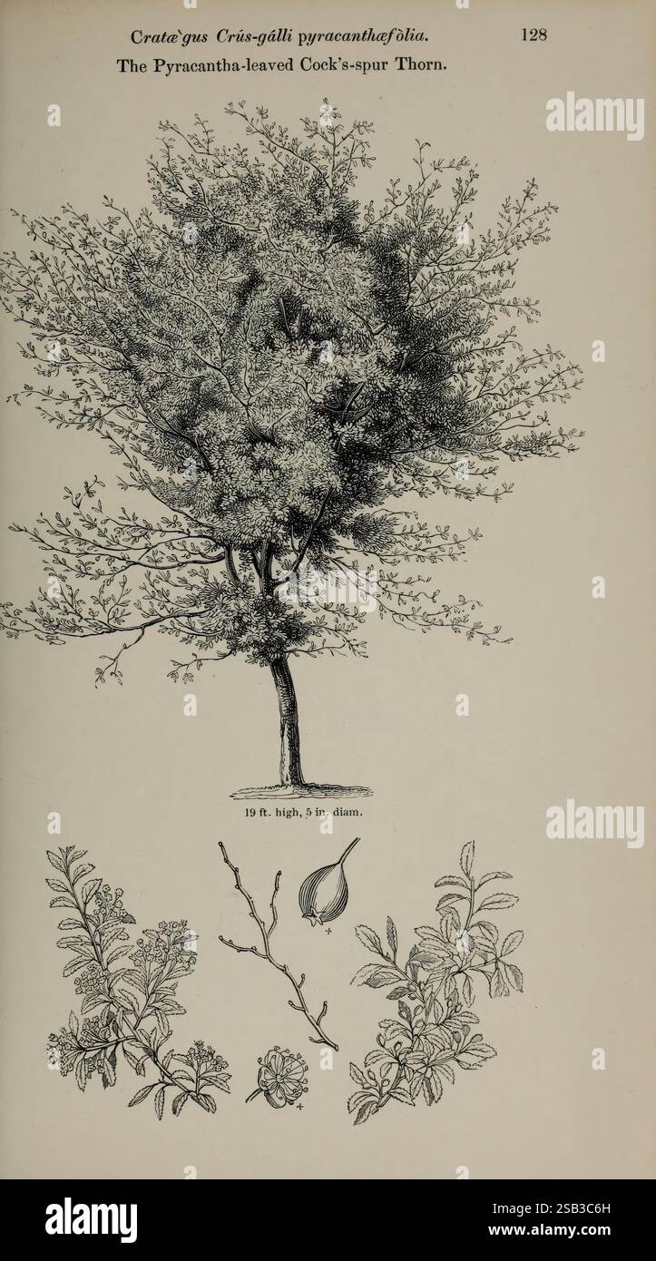 Pyracantha leaved cockspur thorn hi-res stock photography and images ...