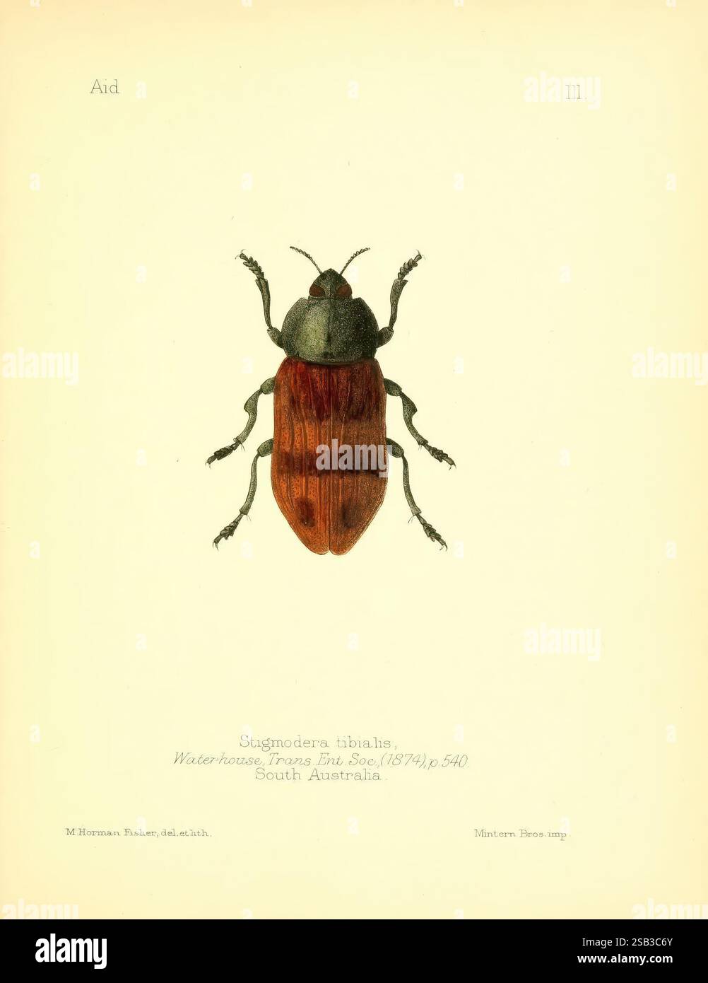 Aid to the identification of insects, London, E.W. Janson, 1880-90 ...