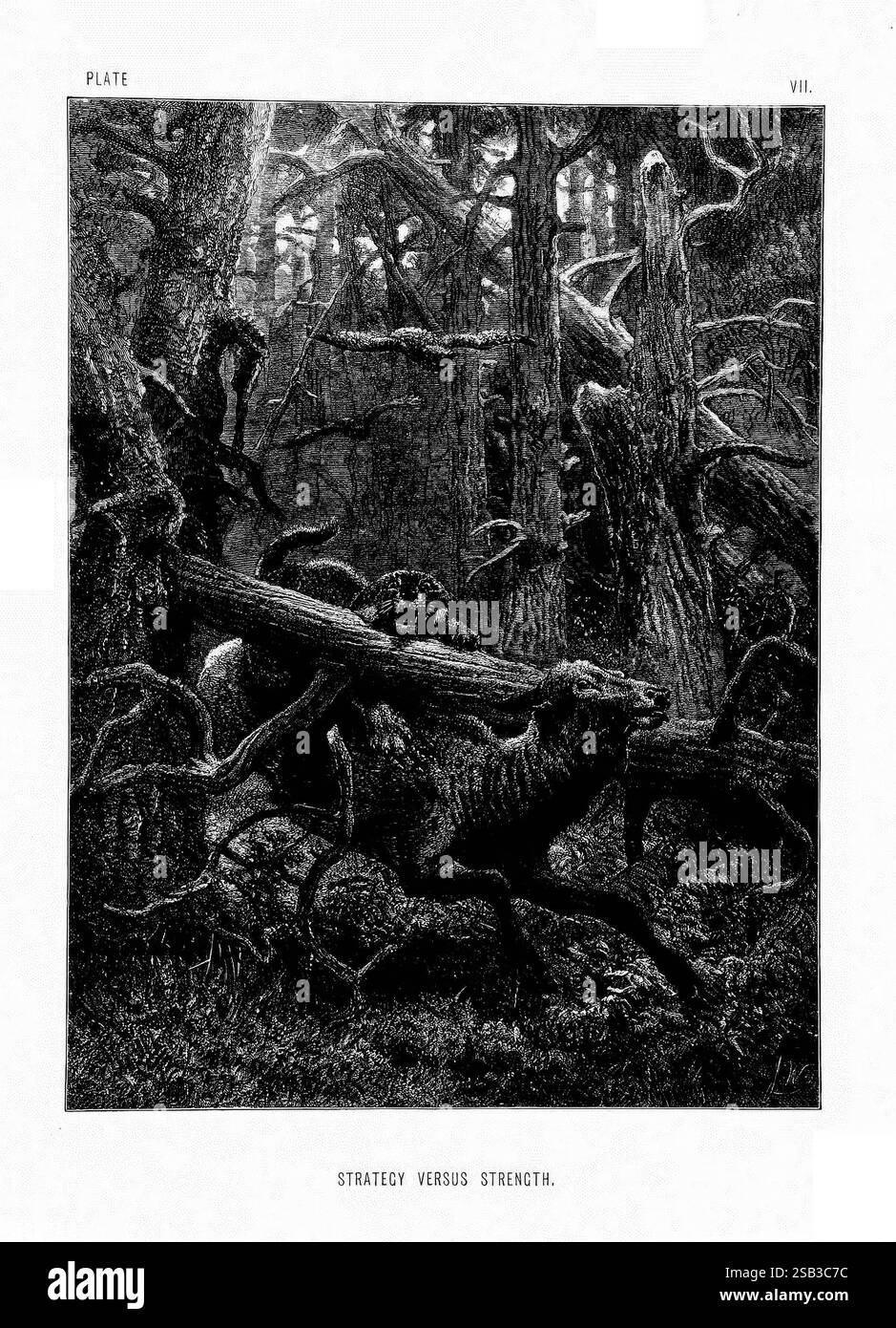 Primal conflict hi-res stock photography and images - Alamy