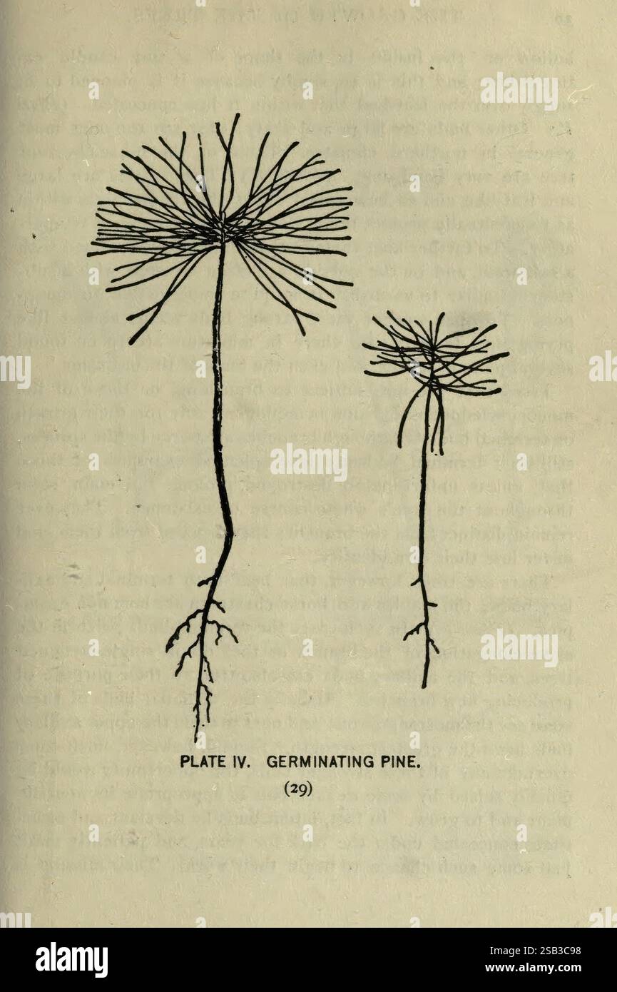 A guide to the trees New York F.A. Stokes [c1900] trees United States ...
