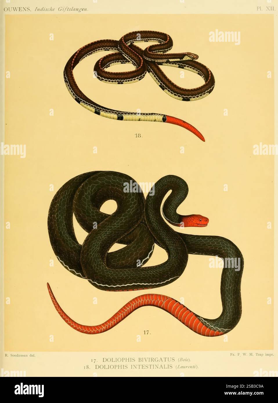 Dolophis bivarigatus hi-res stock photography and images - Alamy