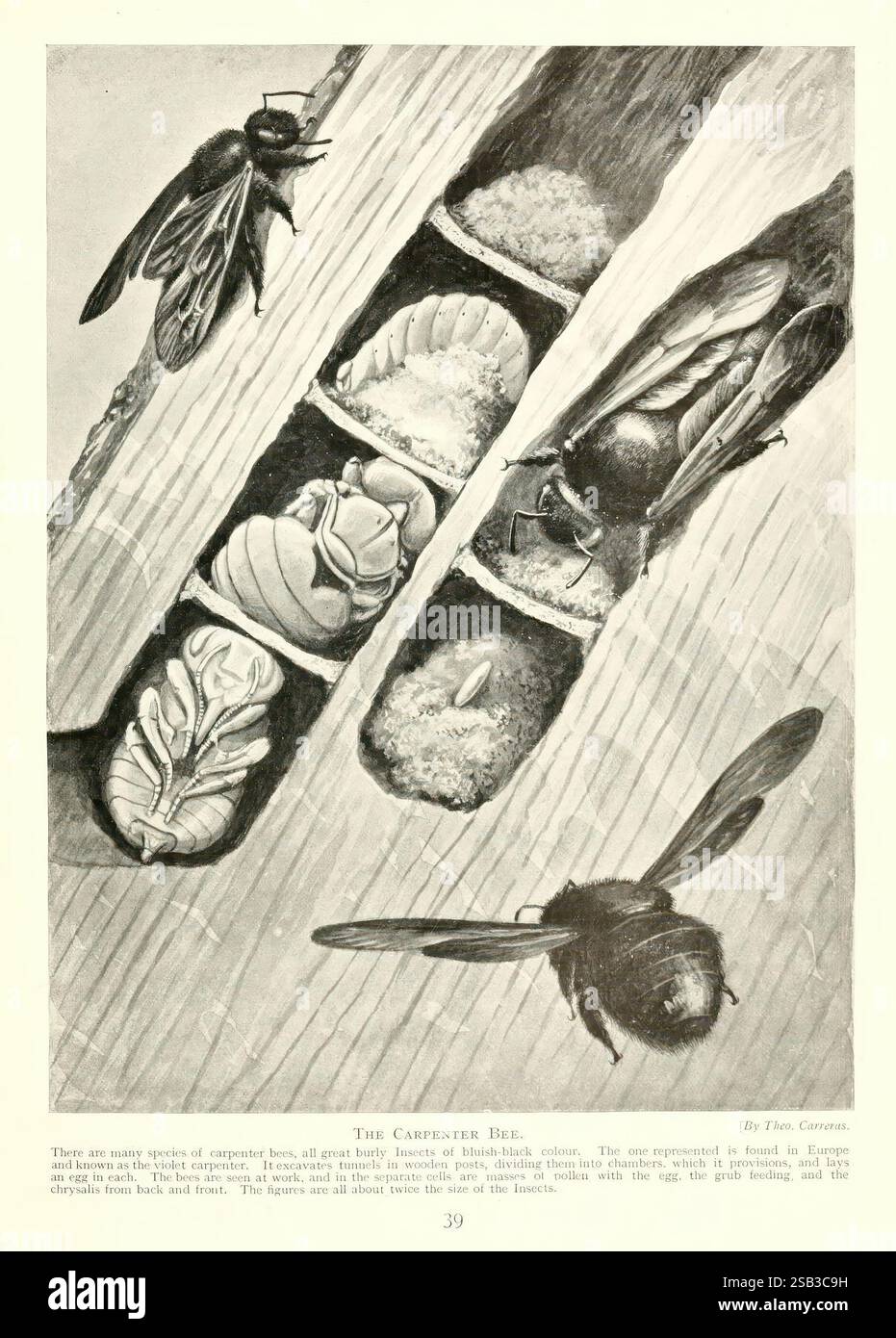 Carpenter bees life cycle hi-res stock photography and images - Alamy