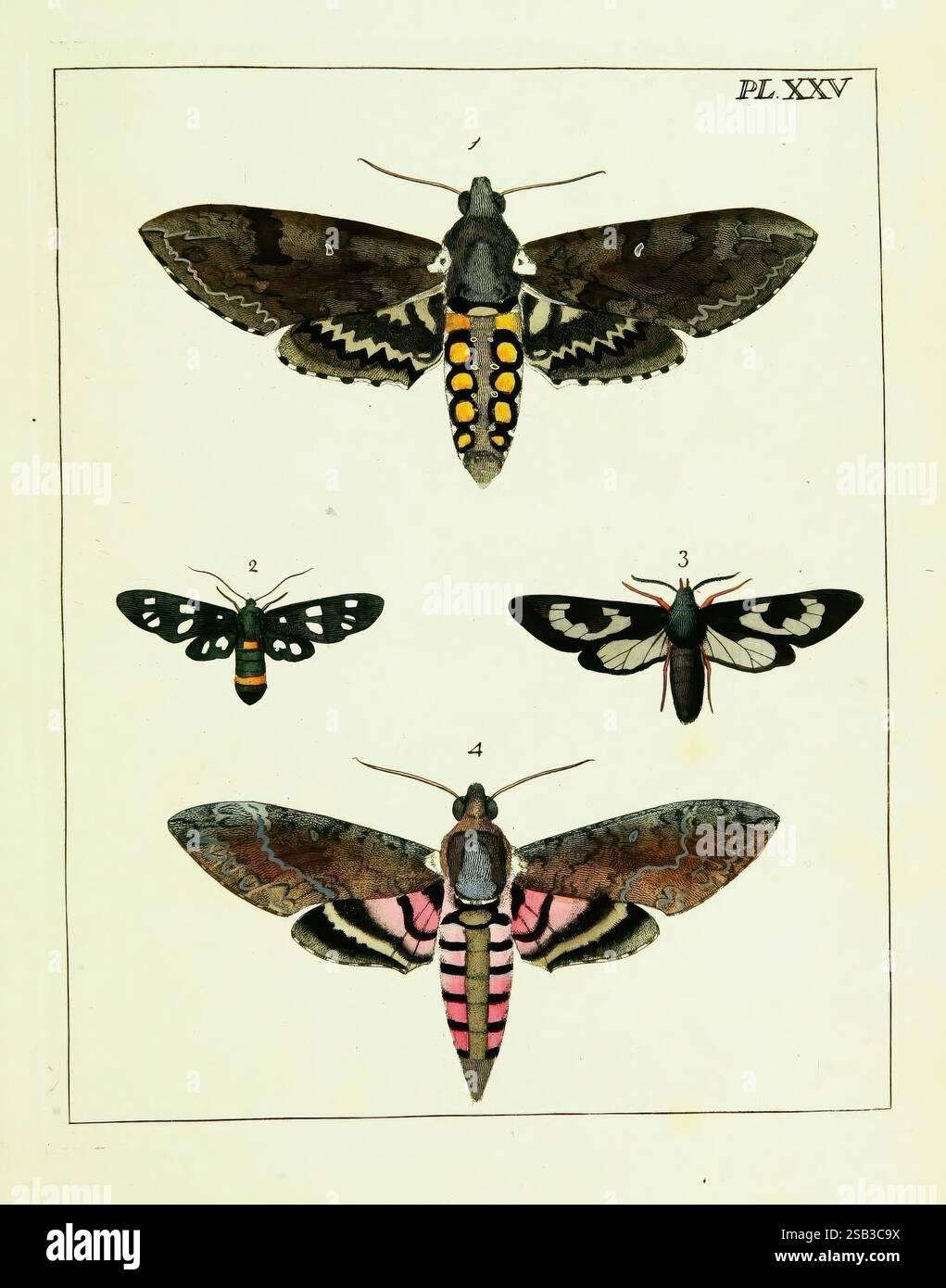 Illustrations of Natural History London Printed for the author and sold ...