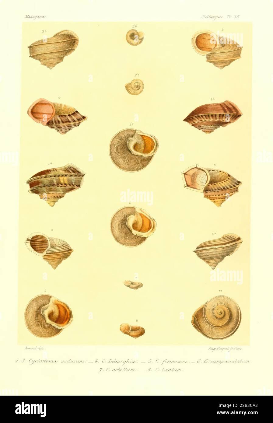 Four distinct shell types hi-res stock photography and images - Alamy