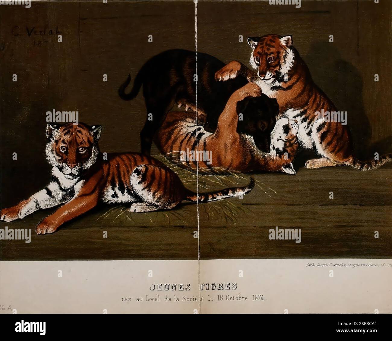 Scene features three young tigers depicted hi-res stock photography and ...