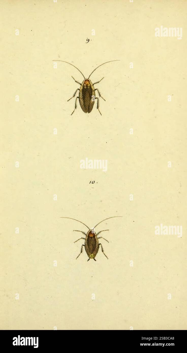 Segmented abdomens hi-res stock photography and images - Alamy