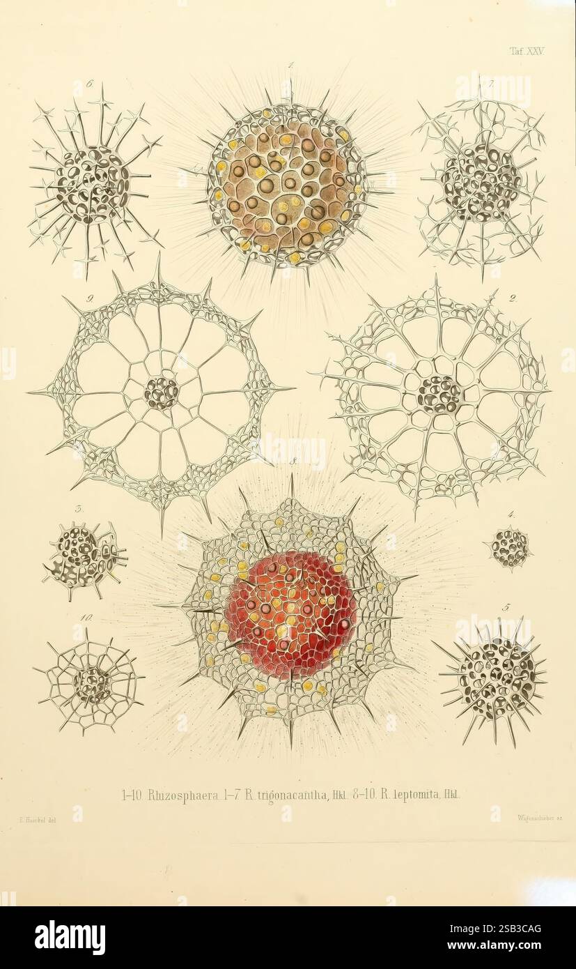 Different rhizophysa variants hi-res stock photography and images - Alamy