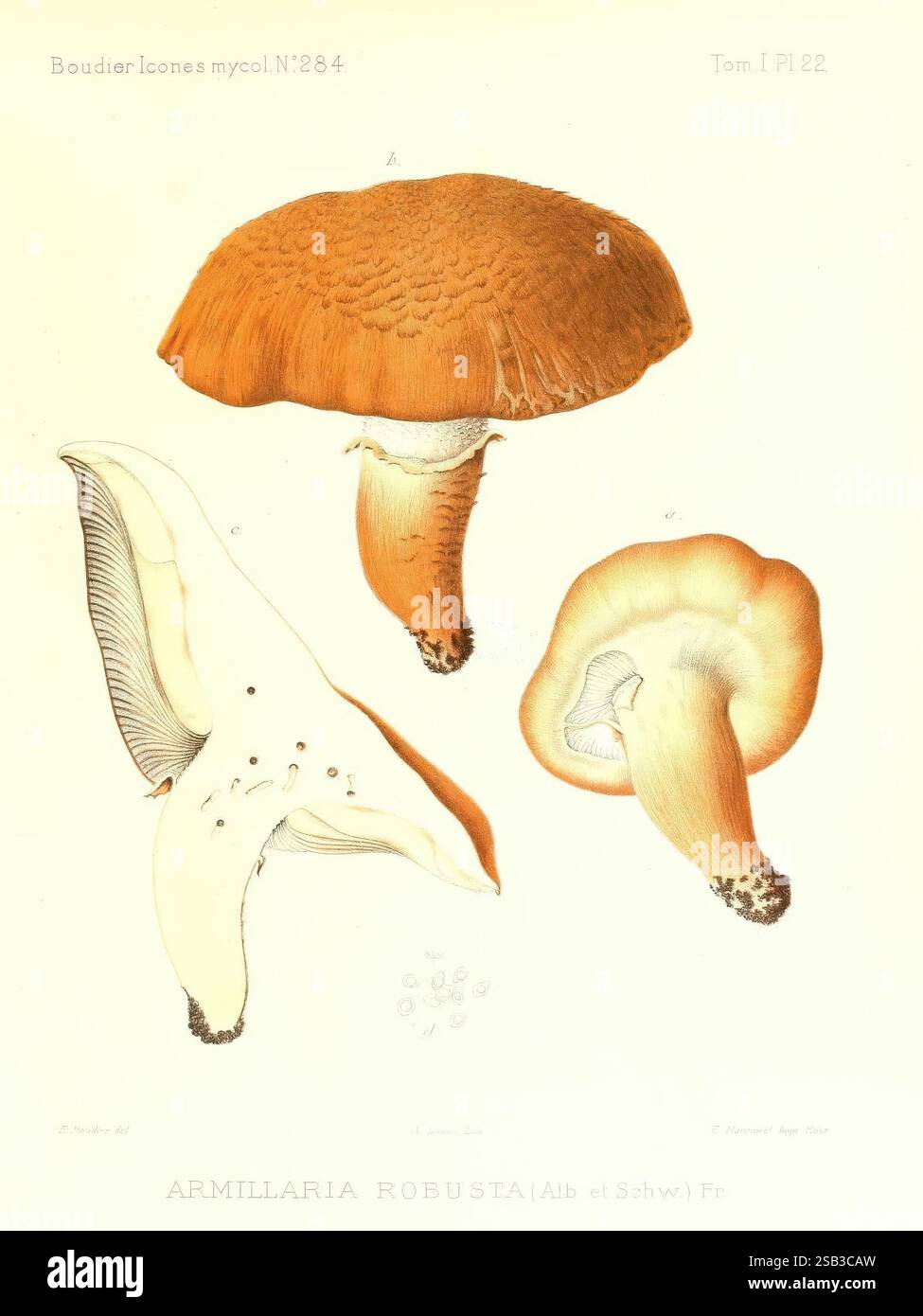 Characteristic rounded cap hi-res stock photography and images - Alamy