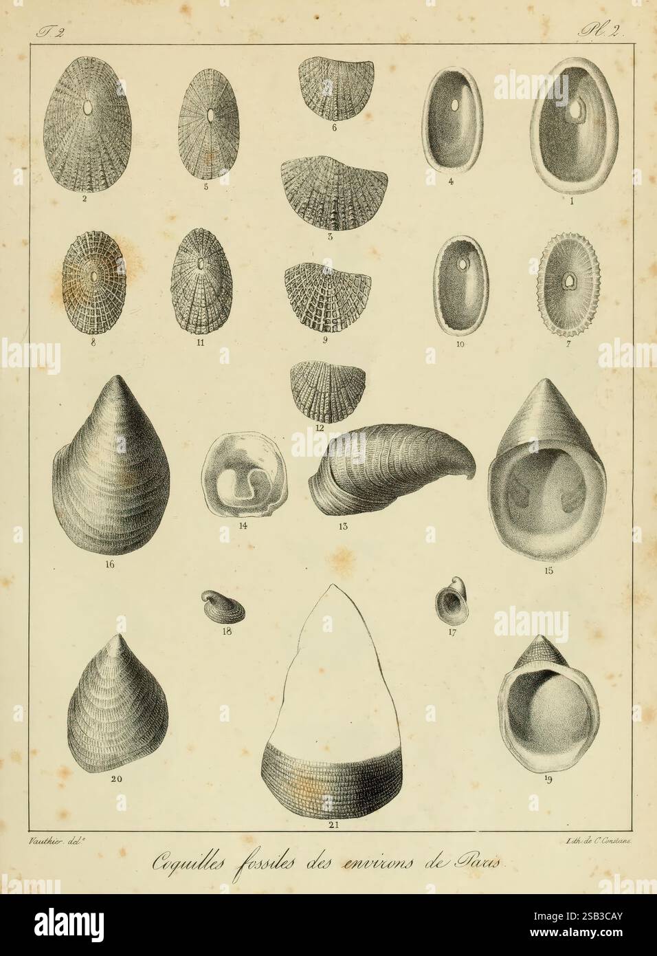 Referencing shells hi-res stock photography and images - Alamy