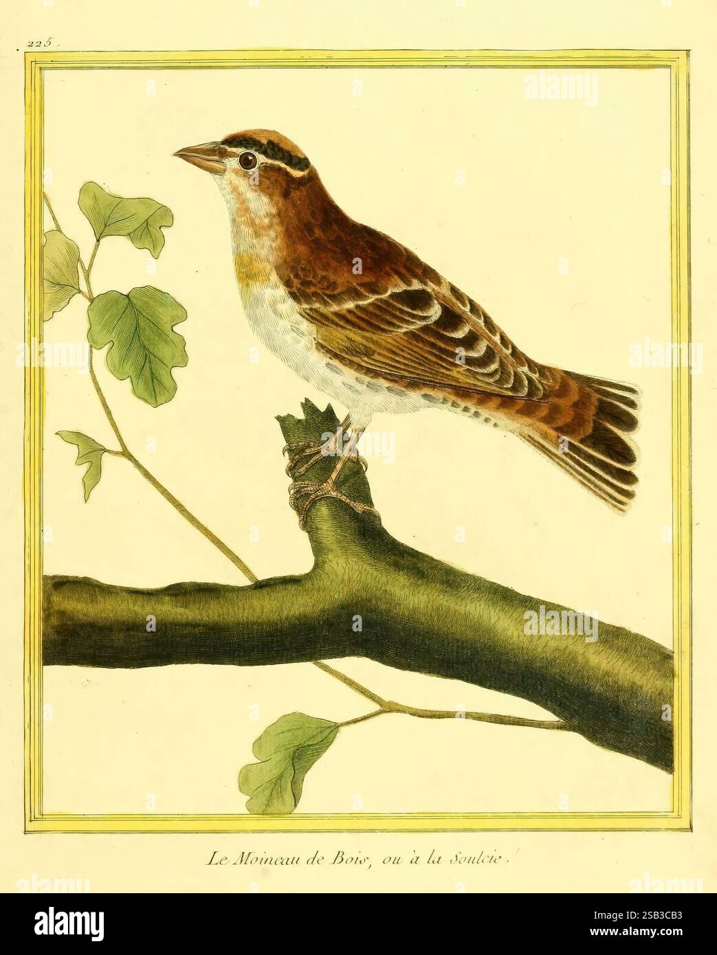 Le moineau de bois hi-res stock photography and images - Alamy