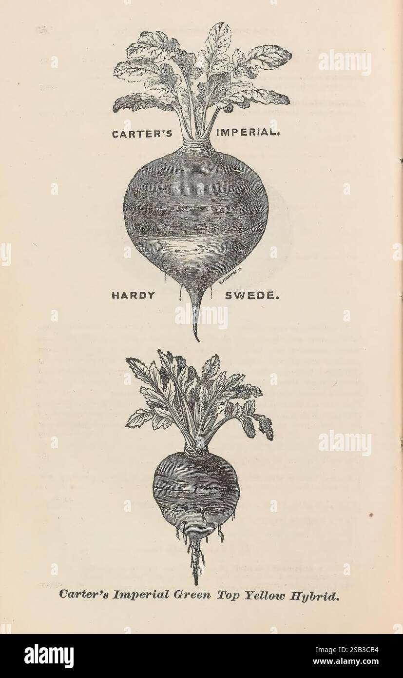 Variety within turnip cultivation hi-res stock photography and images ...